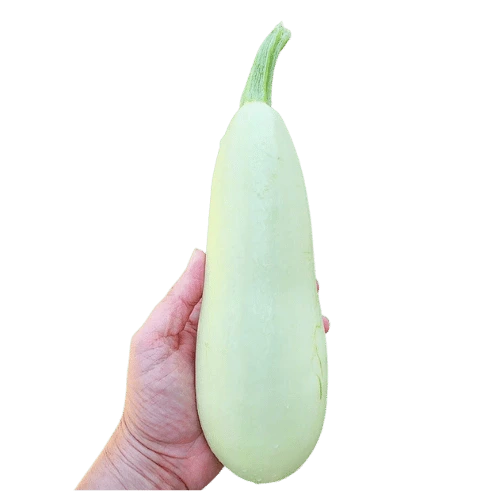 36 White Vegetables Names (With Pictures & Benefits) – Healthy & Nutritious